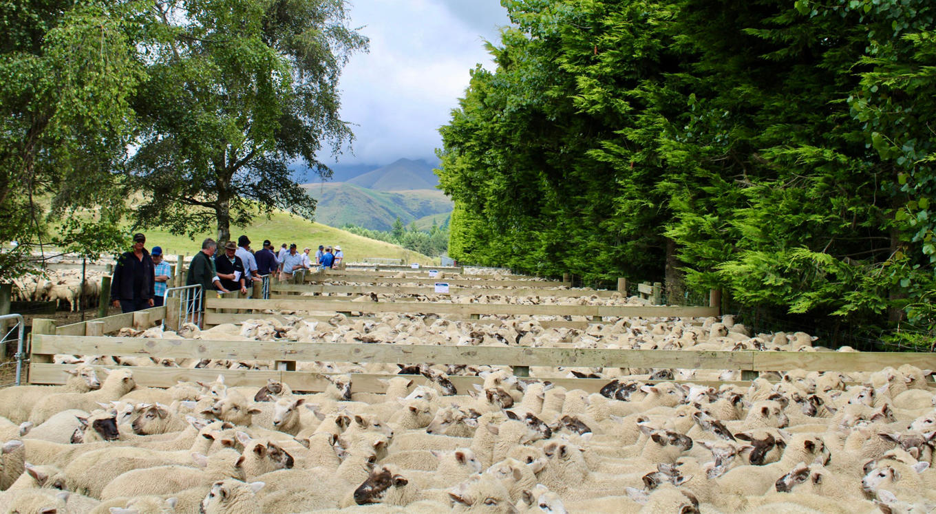 Store lambs coming off South Island farms | PGG Wrightson